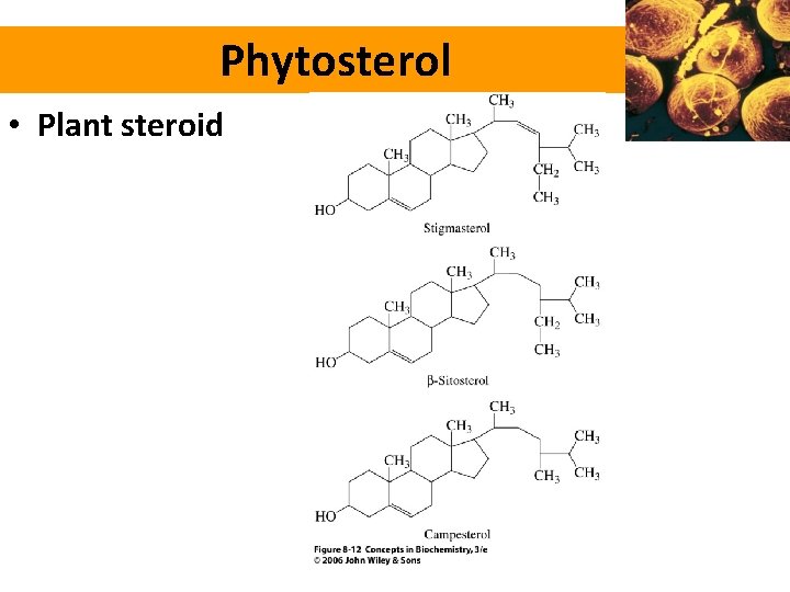 What is Lipid Lipids insoluble in water but