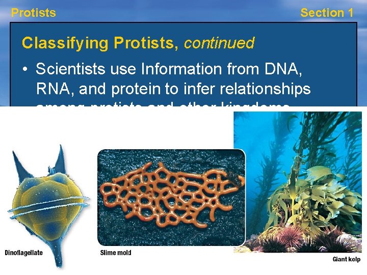 Protists Bellringer Look at the pictures of different
