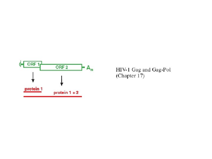 Virus Structure Chapter 3 Tools for Studying Viral