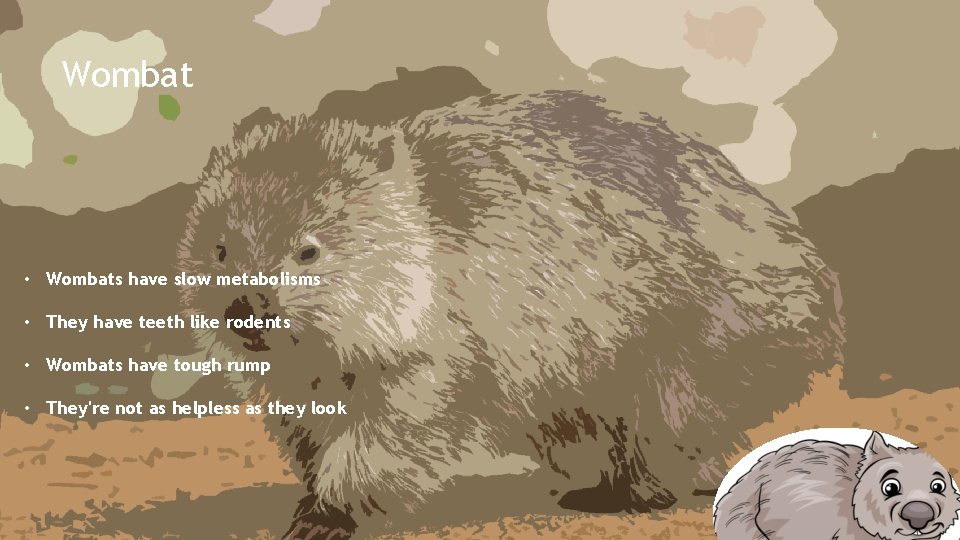 Aussie Marsupials Wombat Wombats have slow metabolisms They