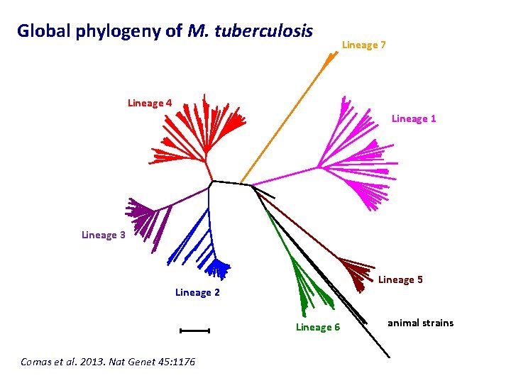 Mycobacterium tuberculosis Evolution of Functional Diversity Douglas Young