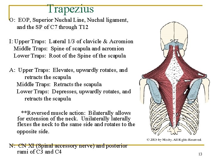 Head neck Shoulder Back Muscles Dr Nabil khouri
