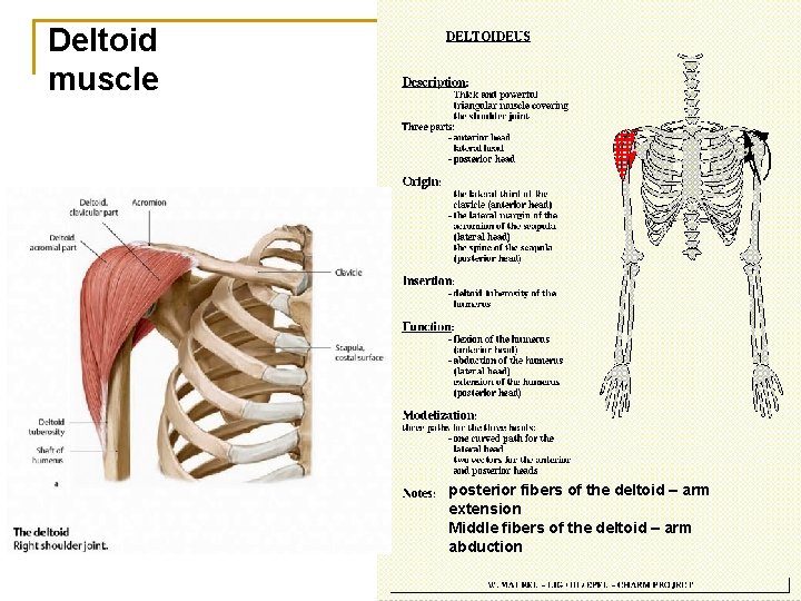 Head neck Shoulder Back Muscles Dr Nabil khouri