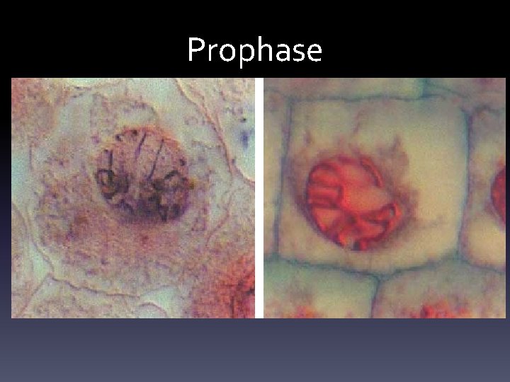 Mitosis The Division of Somatic Cells Biology is