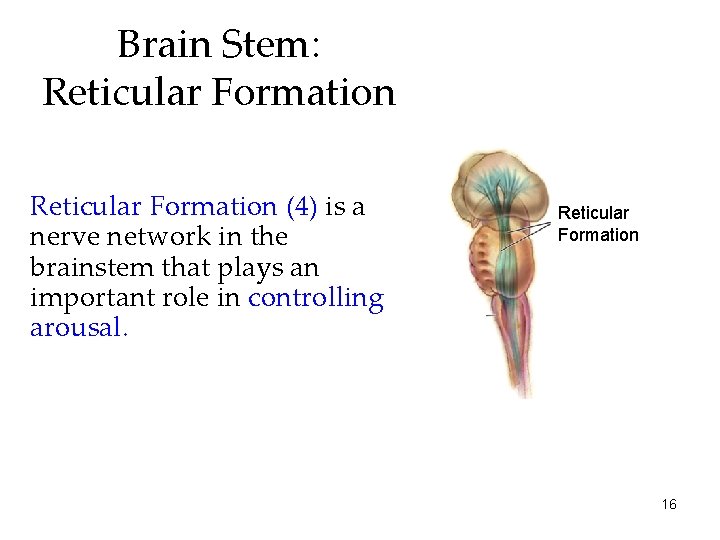 Biological Bases of Behaviors Part 1 The Brain