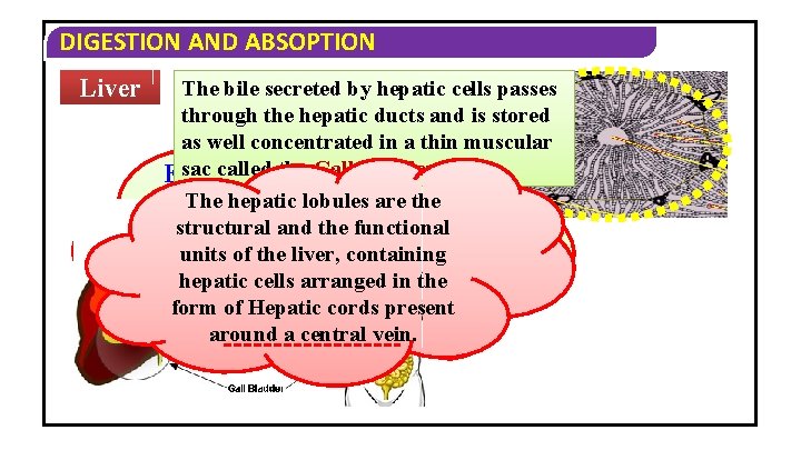 DIGESTION AND ABSOPTION UNITI A DIGESTION AND ABSORPTION