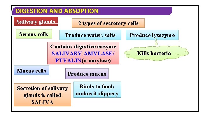 DIGESTION AND ABSOPTION UNITI A DIGESTION AND ABSORPTION