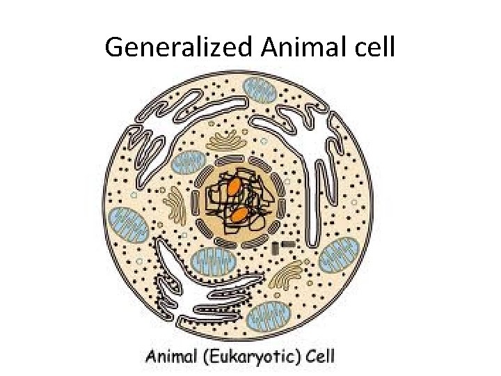 Living world review Ecosystem This the interactions between