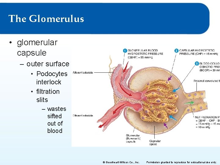 Chapter 14 The Urinary System Lesson 14 1