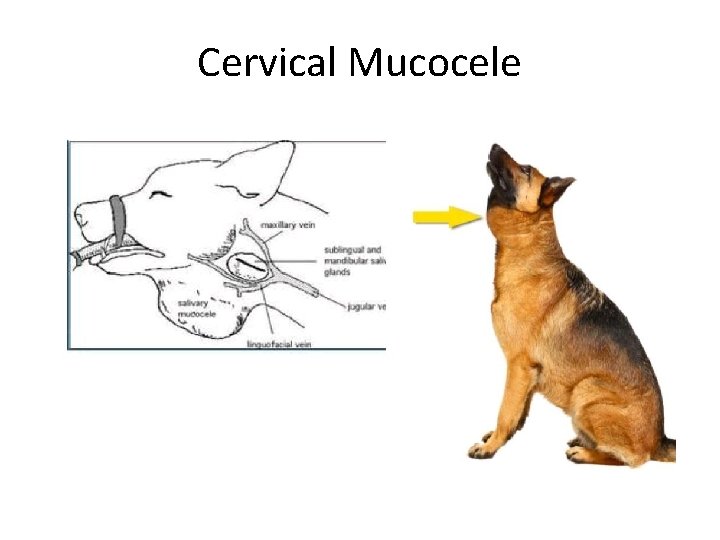 AFFECTIONS OF SALIVARY GLAND THEIR TREATMENT Regional Veterinary