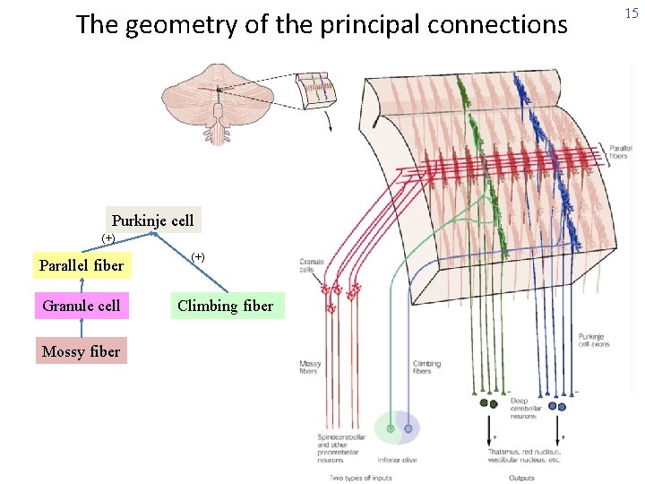 1 Cerebellum YungYang Lin Institute of Brain Science