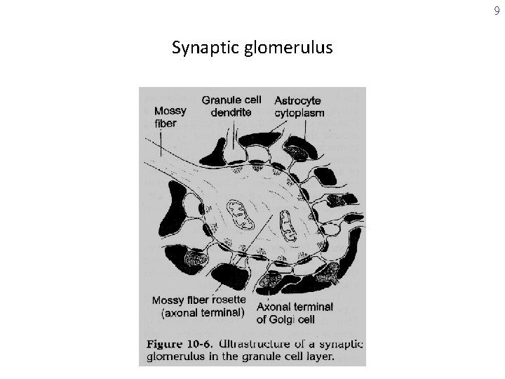 1 Cerebellum YungYang Lin Institute of Brain Science