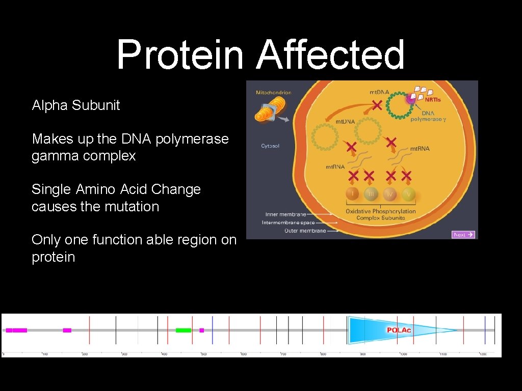 AlpersHuttenlocher Syndrome POLG Aaron Burd AlpersHuttenlocher Syndrome ...
