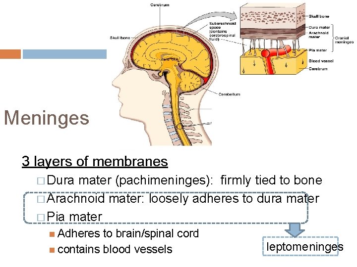 BACTERIAL INFECTIONS OF THE CENTRAL NERVOUS SYSTEM Prof