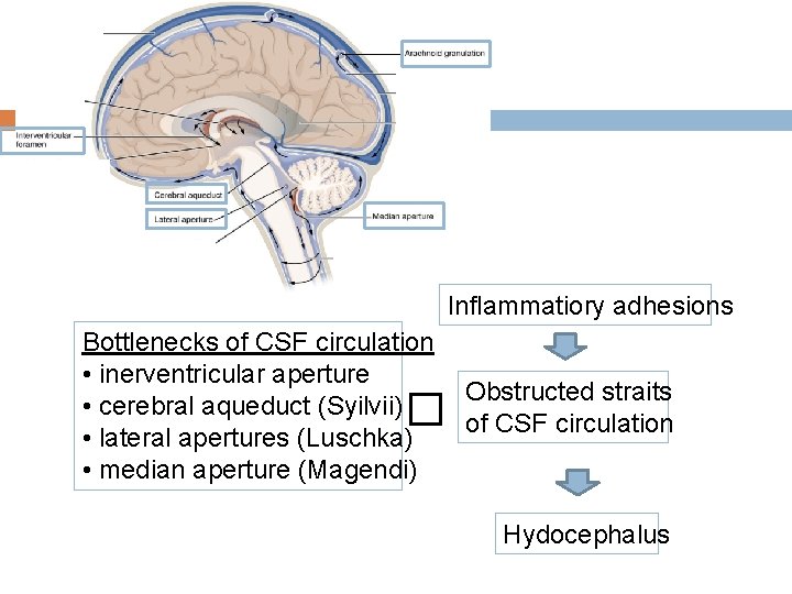 BACTERIAL INFECTIONS OF THE CENTRAL NERVOUS SYSTEM Prof
