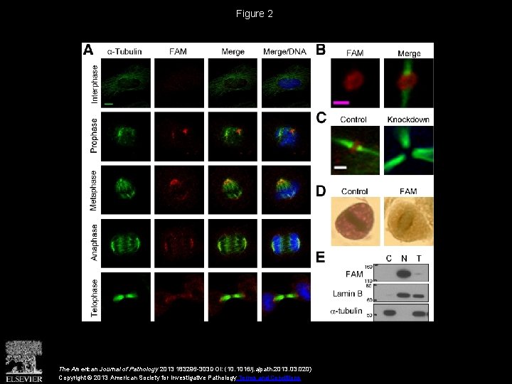 FAM 190 A Deficiency Creates a Cell Division