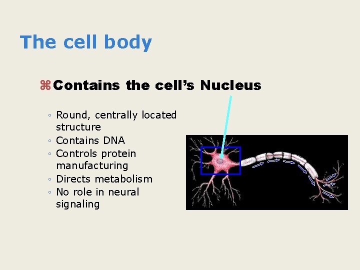 Chapter 3 The Biological Bases of Behavior Central