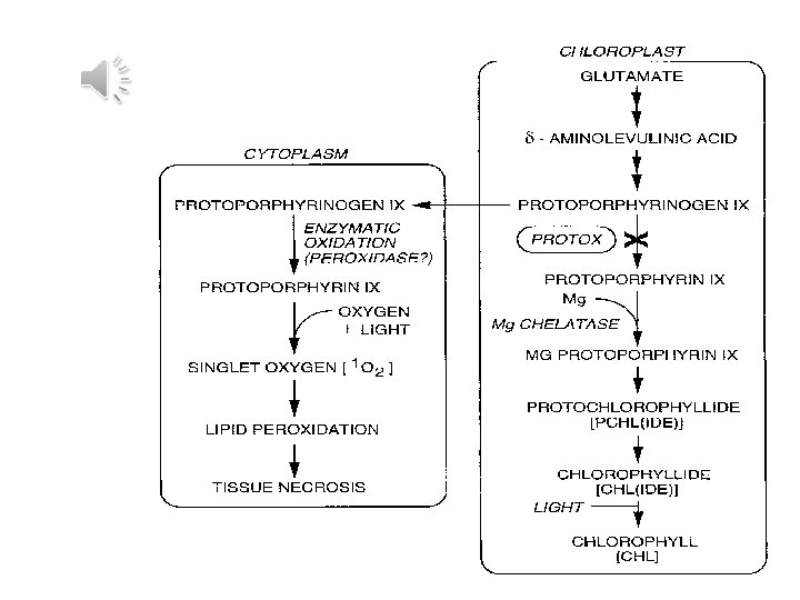 Protox PPO Inhibitors Protox PPO Inhibitors Diphenylethers 8