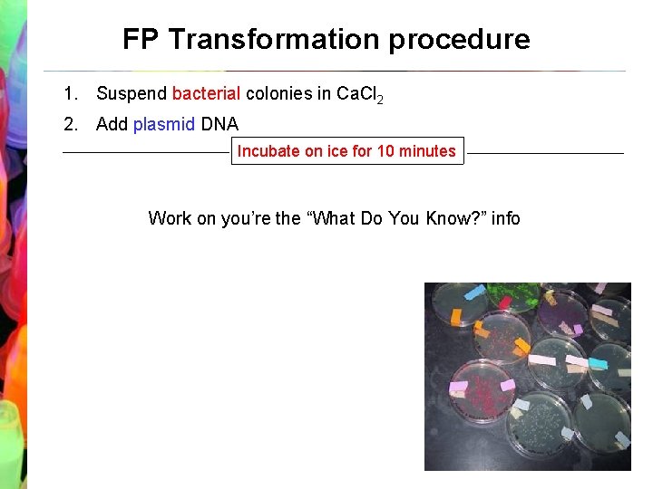 Protein Transformation Lab Preview UCSD Bio Bridge Program