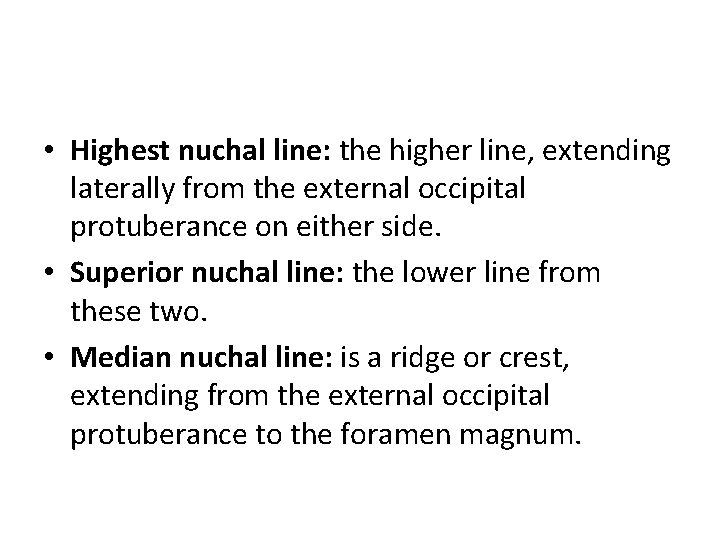 Occipital bone The occipital bone is situated at