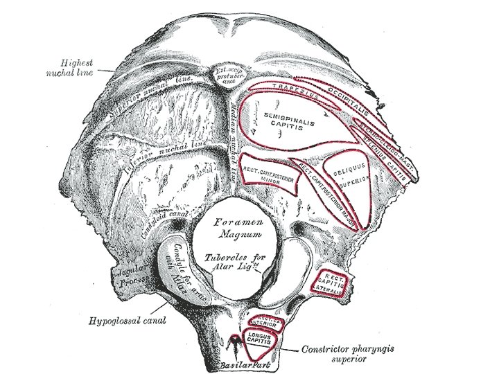 Occipital bone The occipital bone is situated at