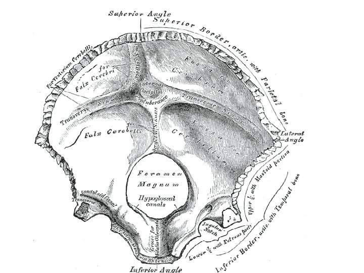 Occipital bone The occipital bone is situated at