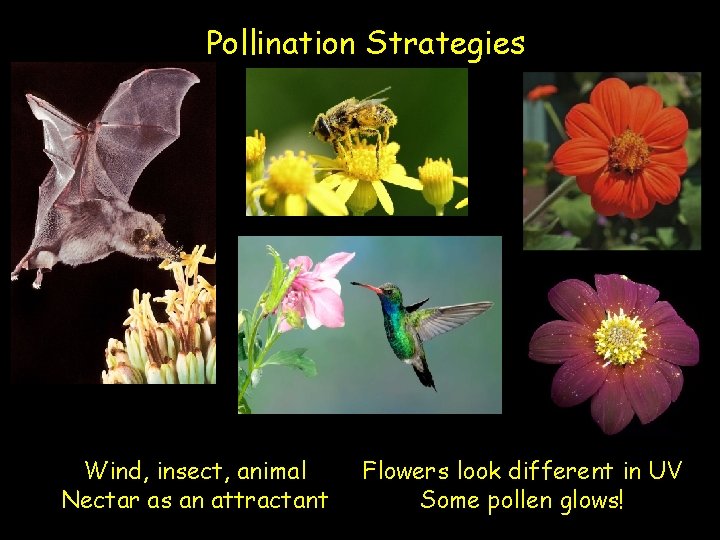 Radical radicles Flowers fruits seeds Flower development Plant