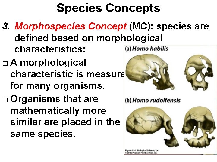 What is a Species Practically people usually recognize