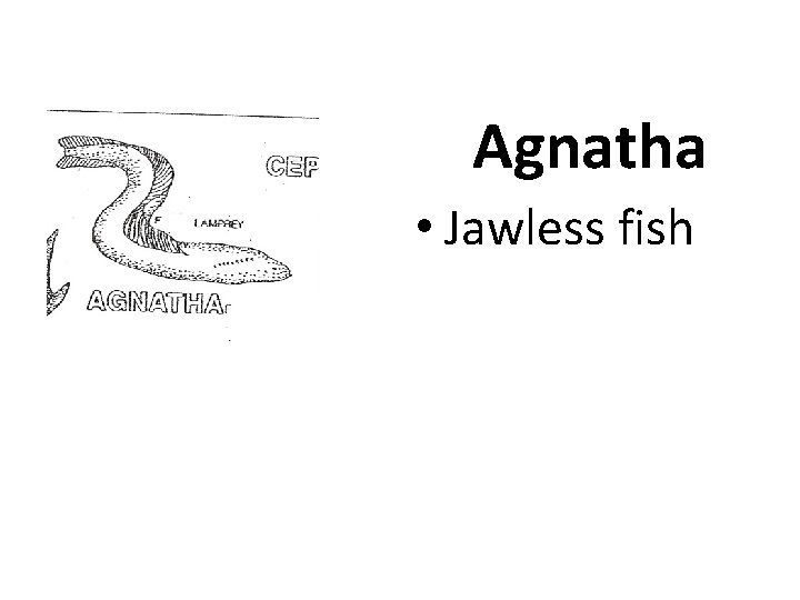 Phylum Chordata Have endoskeleton of bone and or
