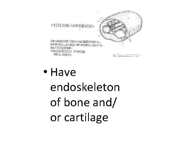 Phylum Chordata Have endoskeleton of bone and or