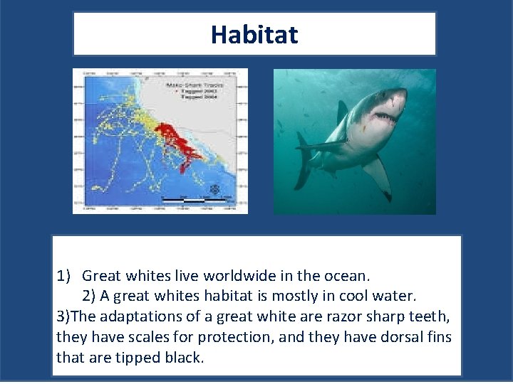 Great White Shark By Alexander Malapira Animal Facts