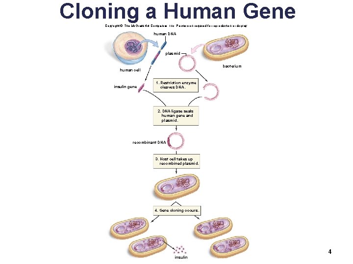Chapter 14 Genomics 1 14 1 DNA Cloning