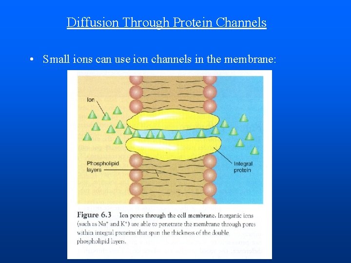 CHAPTER 6 Membrane Transport and the Membrane Potential