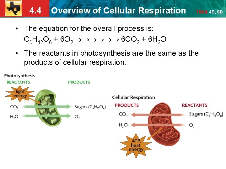 4 4 Overview of Cellular Respiration The student