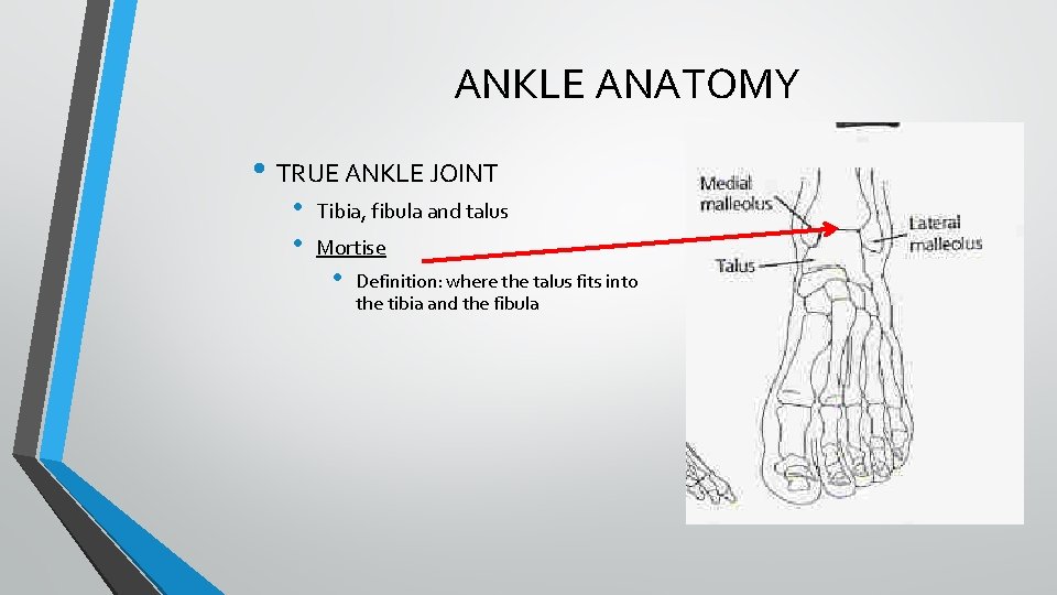 CHAPTER 15 FOOT AND ANKLE FOOT ANATOMY It