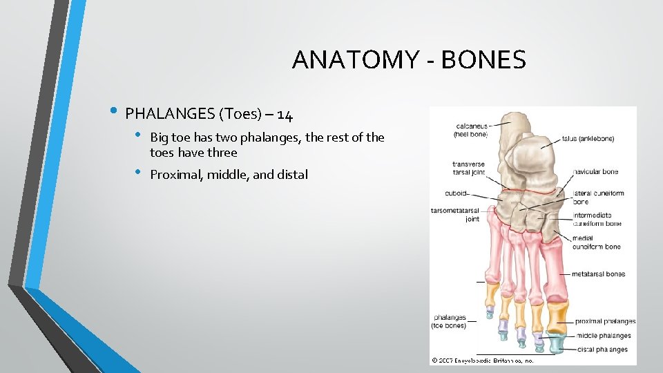 CHAPTER 15 FOOT AND ANKLE FOOT ANATOMY It