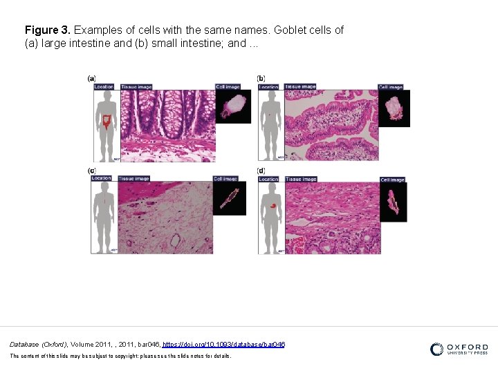 Figure 3 Examples of cells with the same