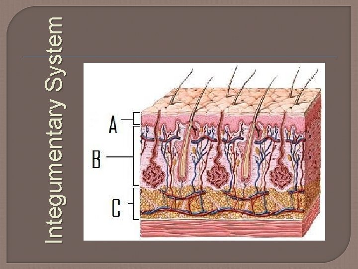Human Body Systems Review Second half of your