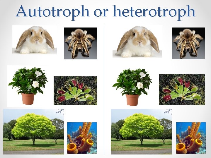 Introduction to Energy and Metabolism Chapter 8 Energy