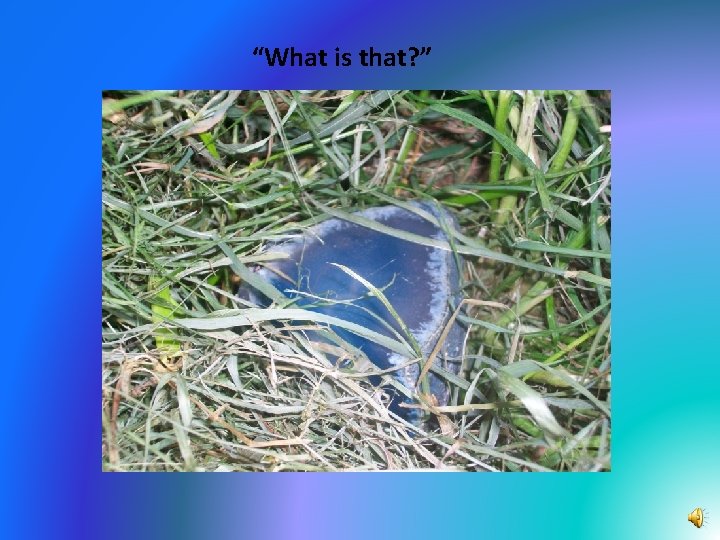 Pool Stone Story by Emma Lowery Retold by