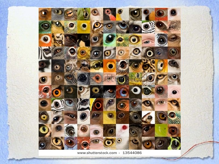 Animal Senses How do animals detect environmental stimuli