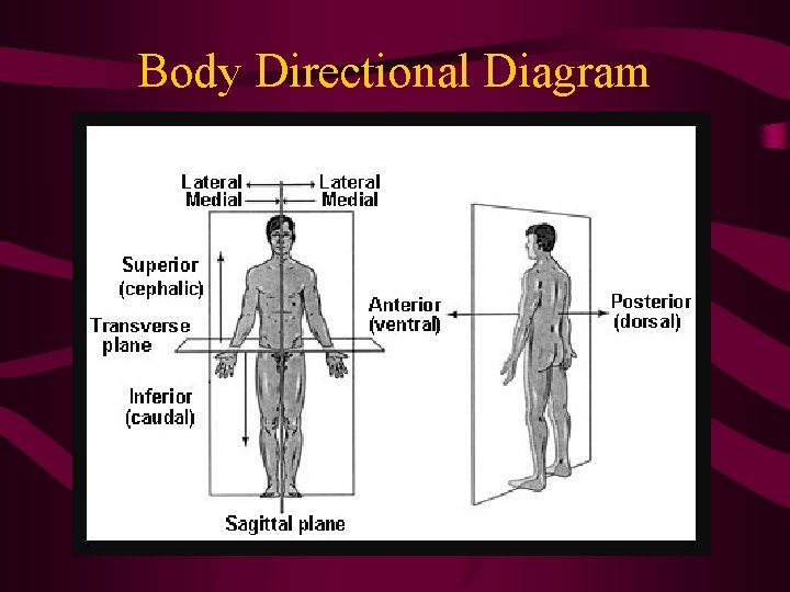 The Human Body Orientation Introduction What is anatomy