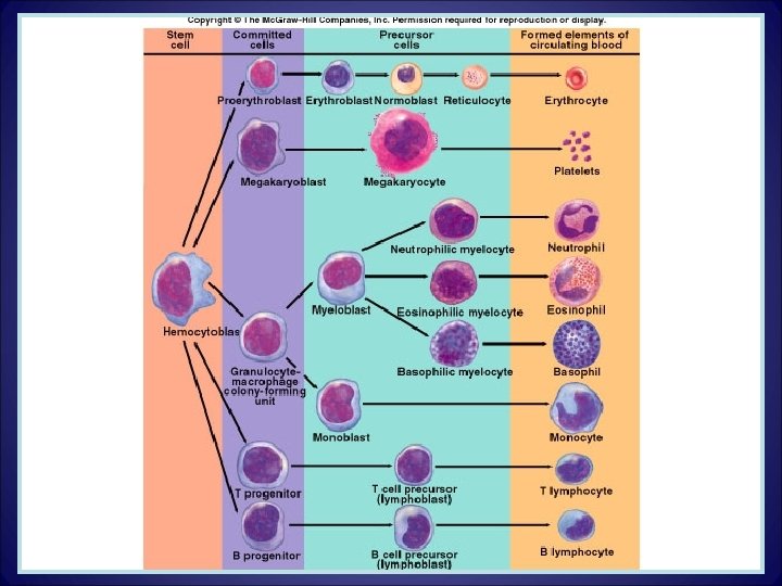 Fish Heath Management Lab 4 Hematology February 23