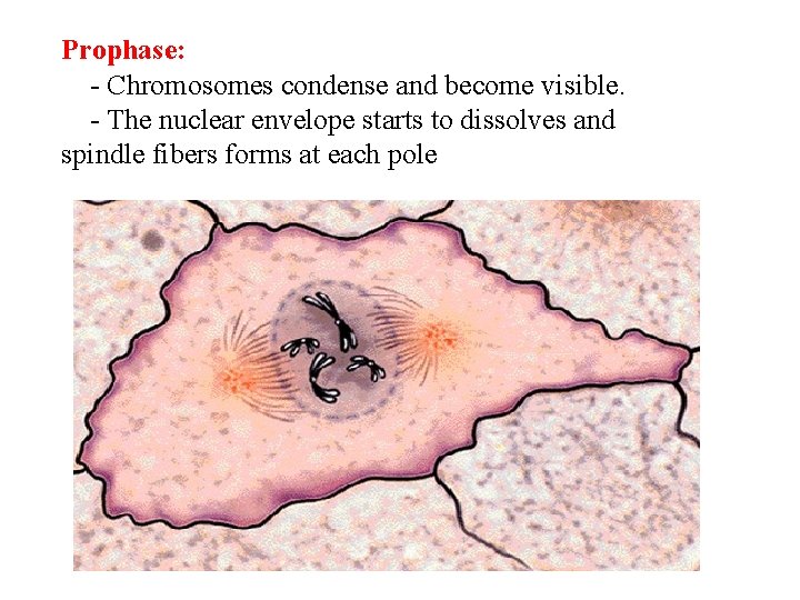 Types of Asexual Reproduction Binary Fission Prokaryotes MitosisEukaryotes