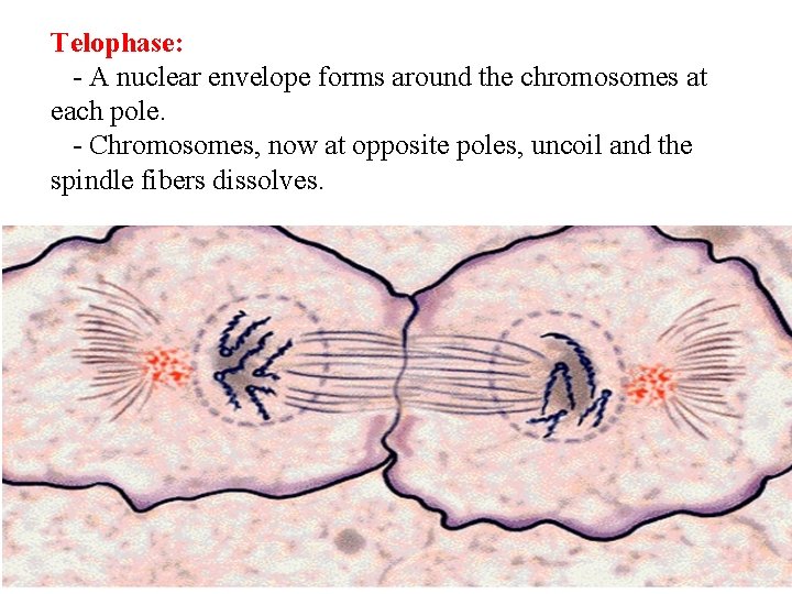 Types of Asexual Reproduction Binary Fission Prokaryotes MitosisEukaryotes