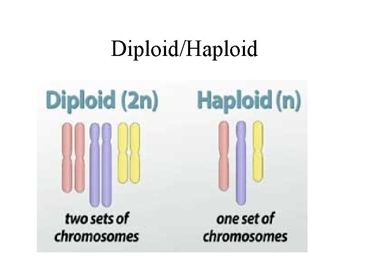 Types of Asexual Reproduction Binary Fission Prokaryotes MitosisEukaryotes