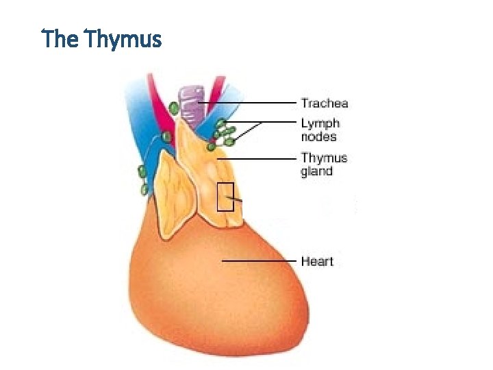 Lymphatic System and Immunity Anatomy Physiology Chapter 12