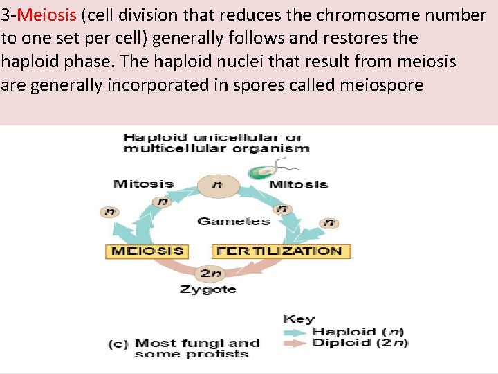 BSexual Reproduction In fungi as in other organisms
