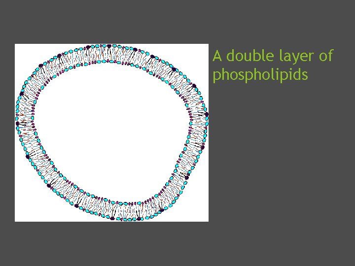 Membranes of the Cell Review The Fluid Mosaic