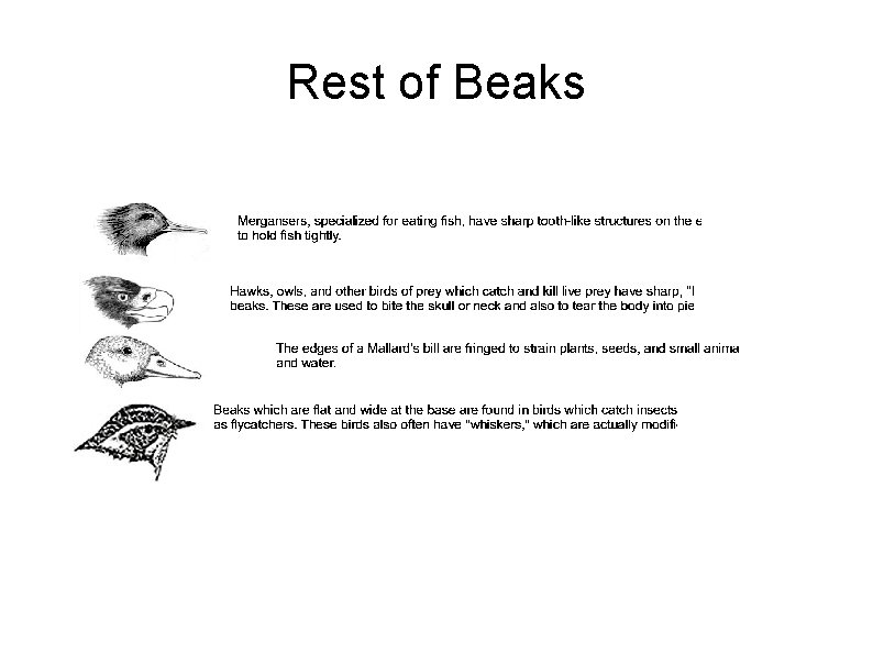 Using skills to identify a bird Use your